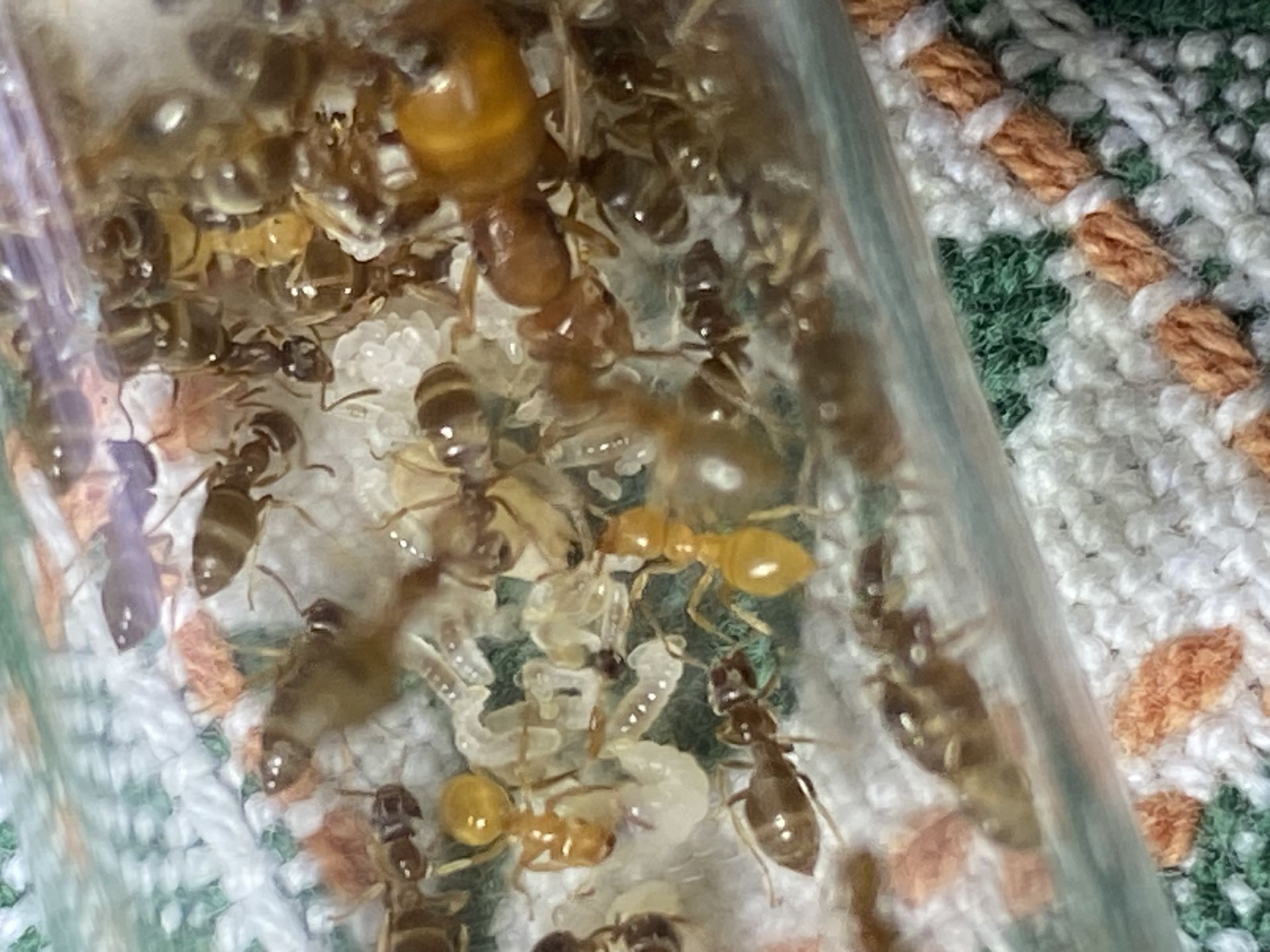 Lasius Subumbratus Bios - BDantsalberta's Ants - Gallery - Ants & Myrmecology Forum