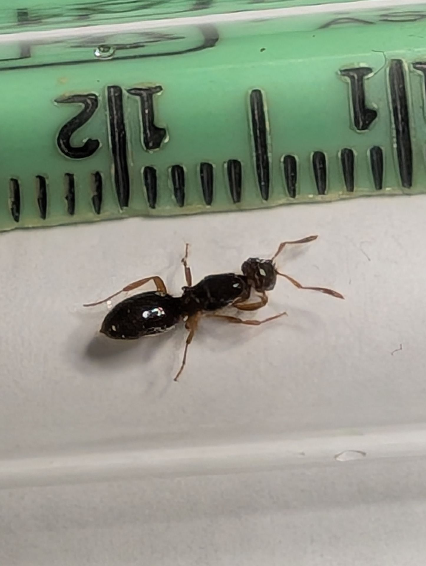 1000002683 - 12/25/2025 driveway - Lasius claviger - Gallery - Ants ...