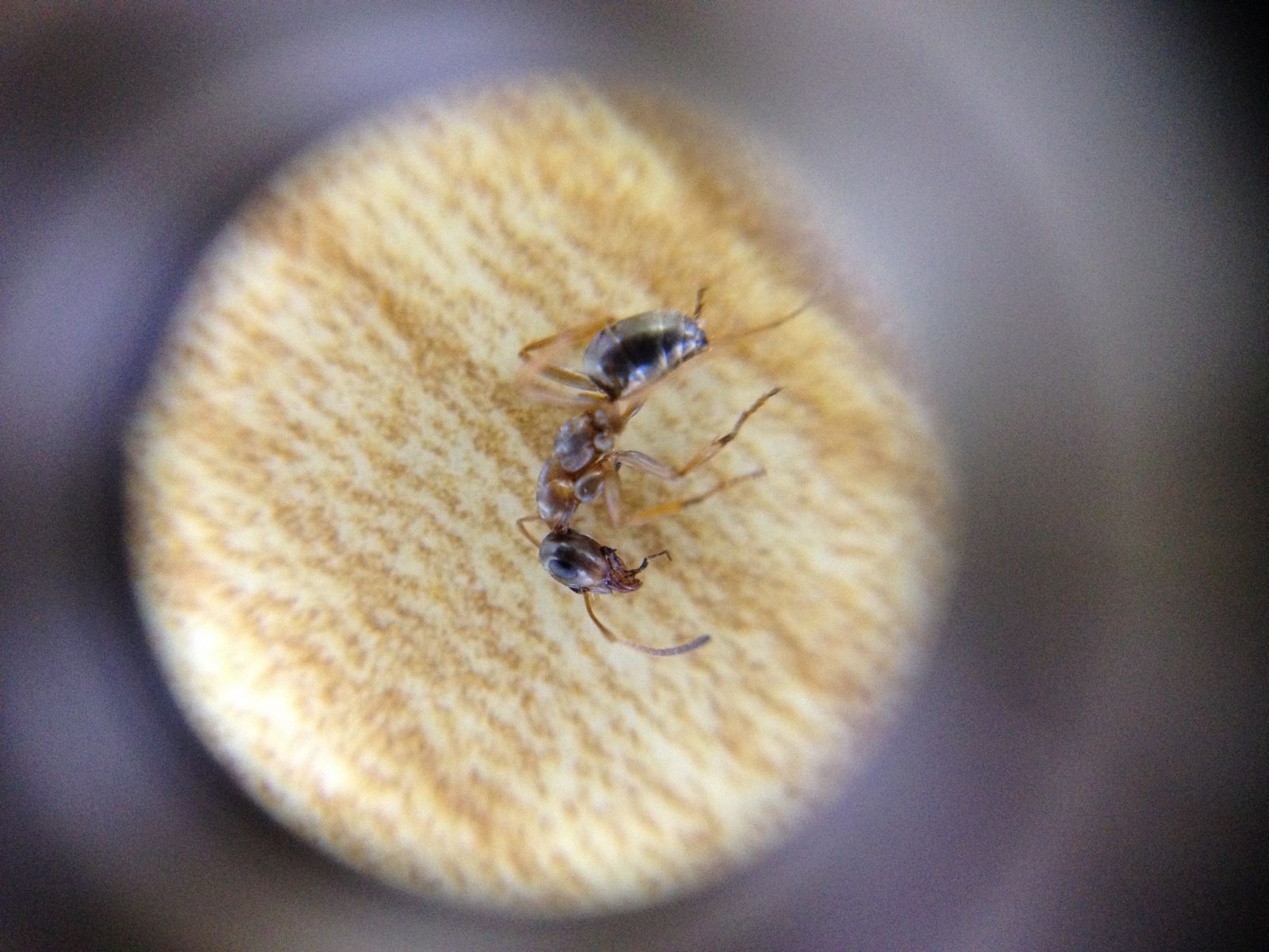 Formica...3 - Unknown Formica Species - Gallery - Ants & Myrmecology Forum