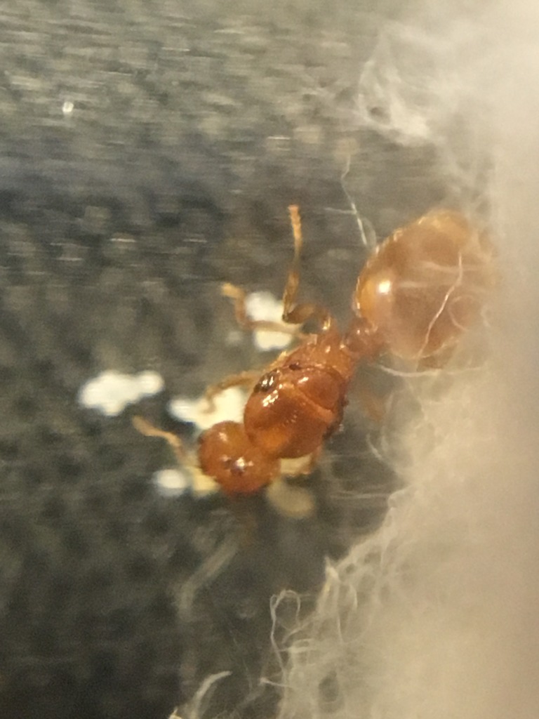 top view body shot - Queen Ant ID 7/5/17 - Gallery - Ants & Myrmecology ...